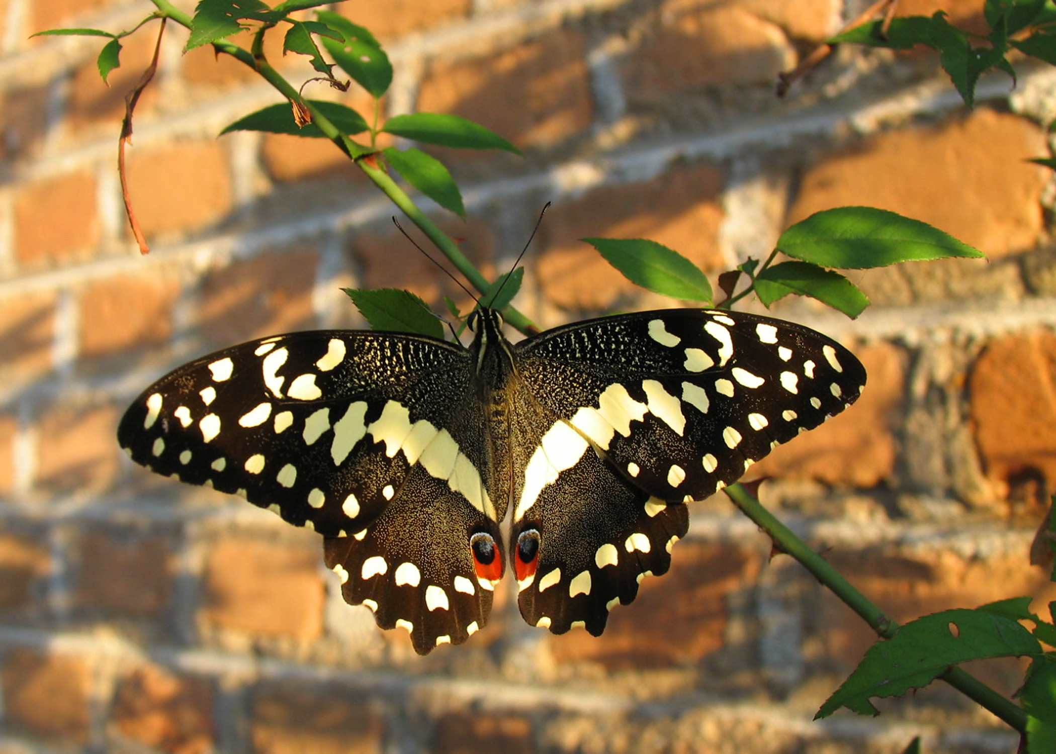 African Butterflies | johnageddes